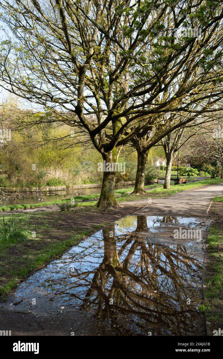 Trees reflected in a puddle of water on a footpath in the historic ...