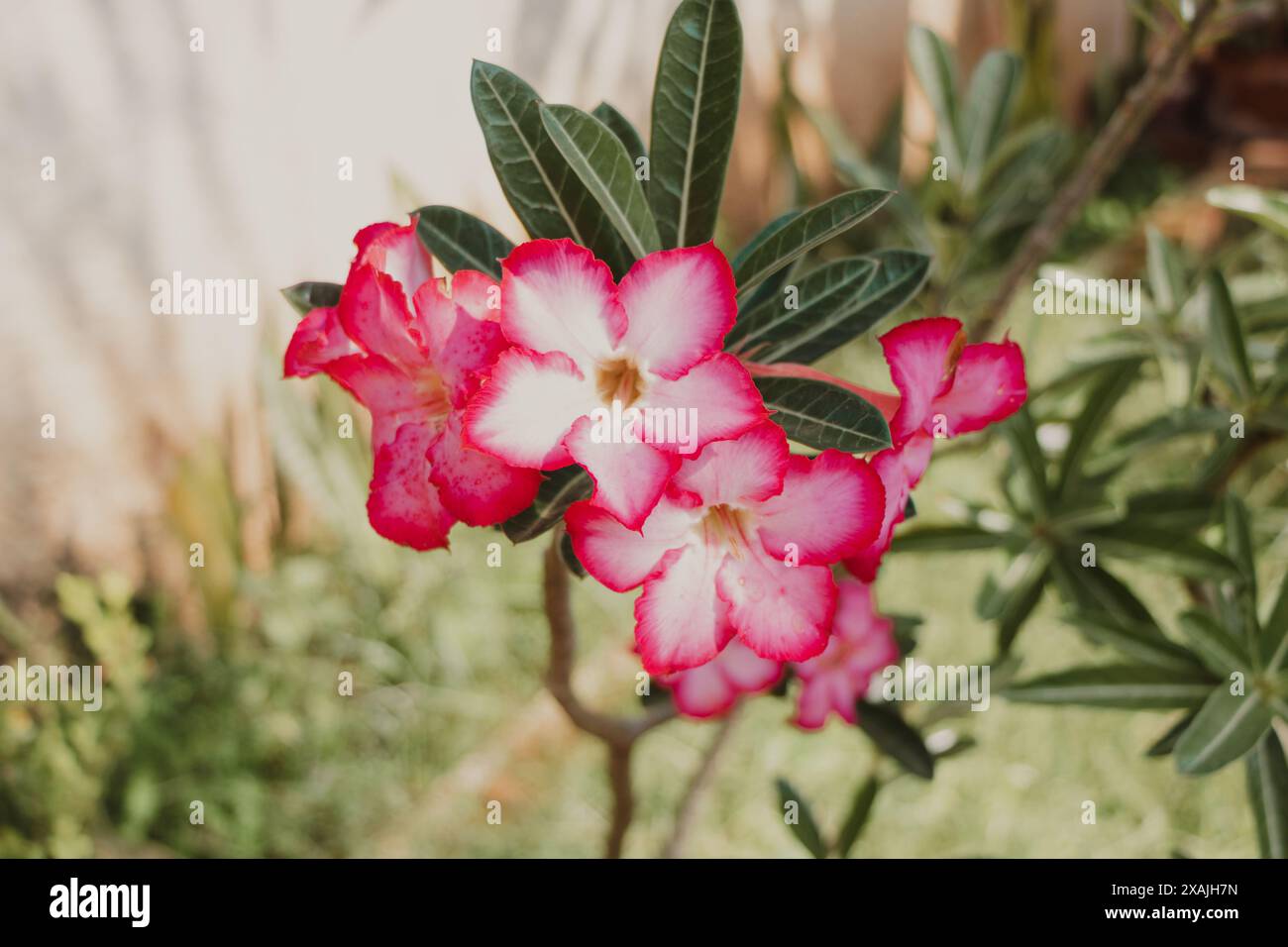 Desert rose flower hi-res stock photography and images - Alamy