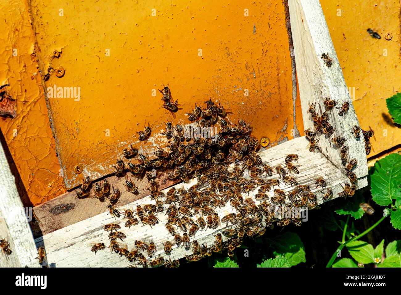 Polish bees hi-res stock photography and images - Alamy