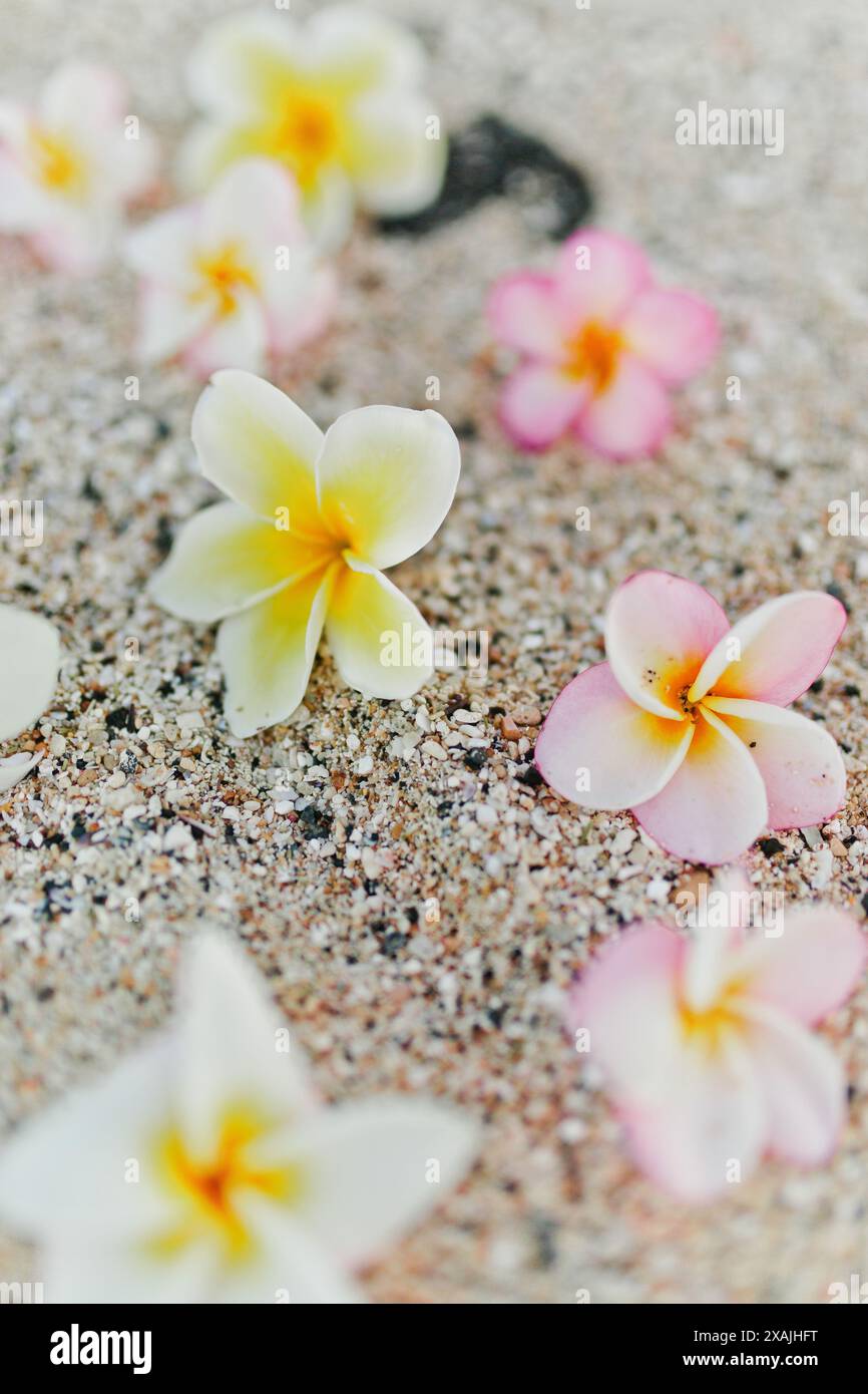 Plumeria flowers lay on sand on Hawaiian beach Stock Photo - Alamy