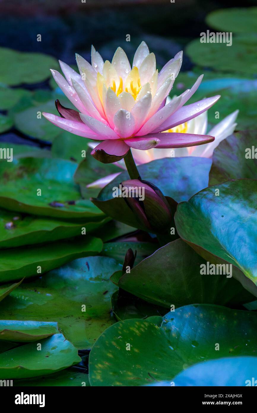 lotus water lilies lillies Stock Photo - Alamy