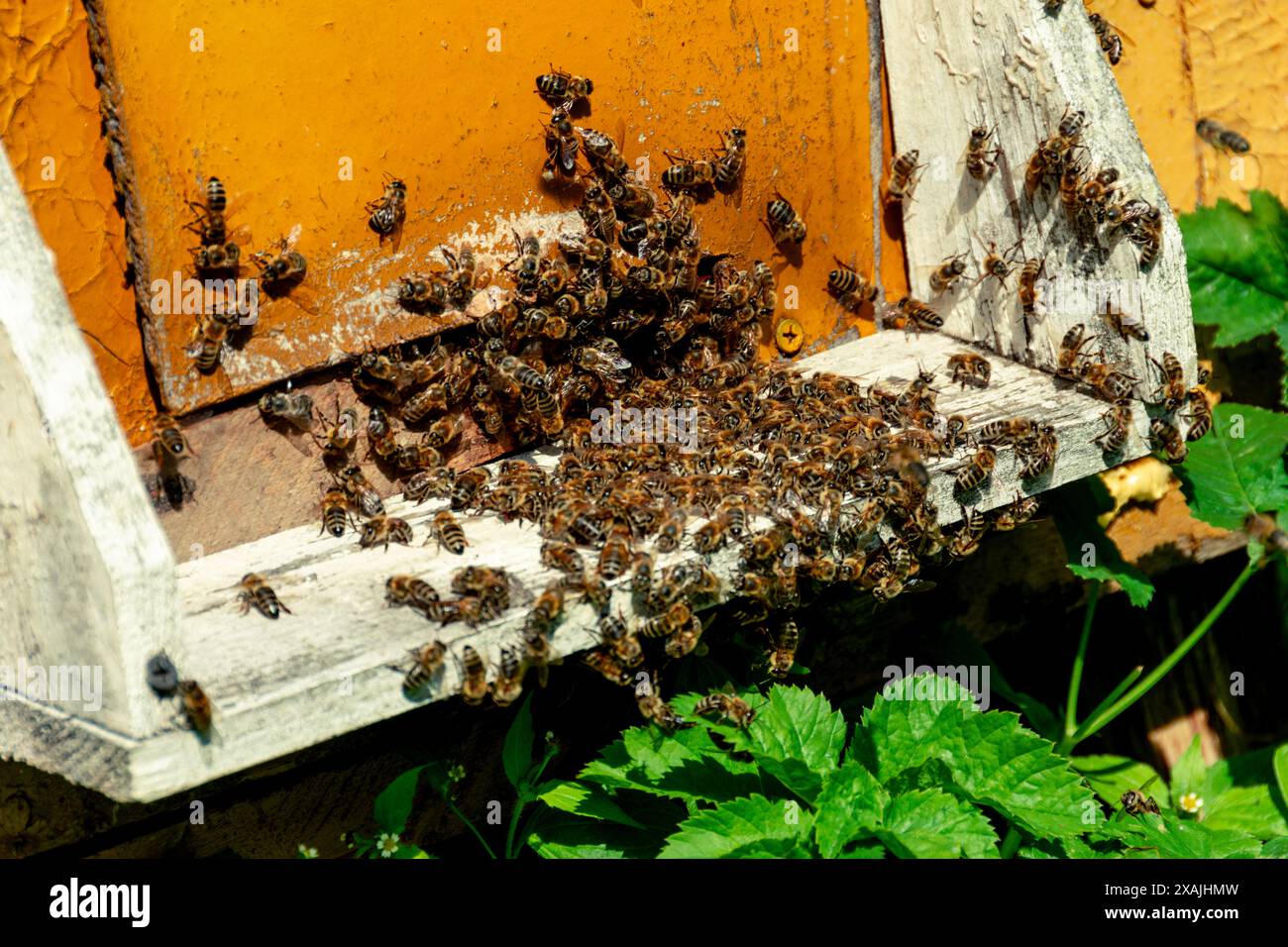 Polish bees hi-res stock photography and images - Alamy