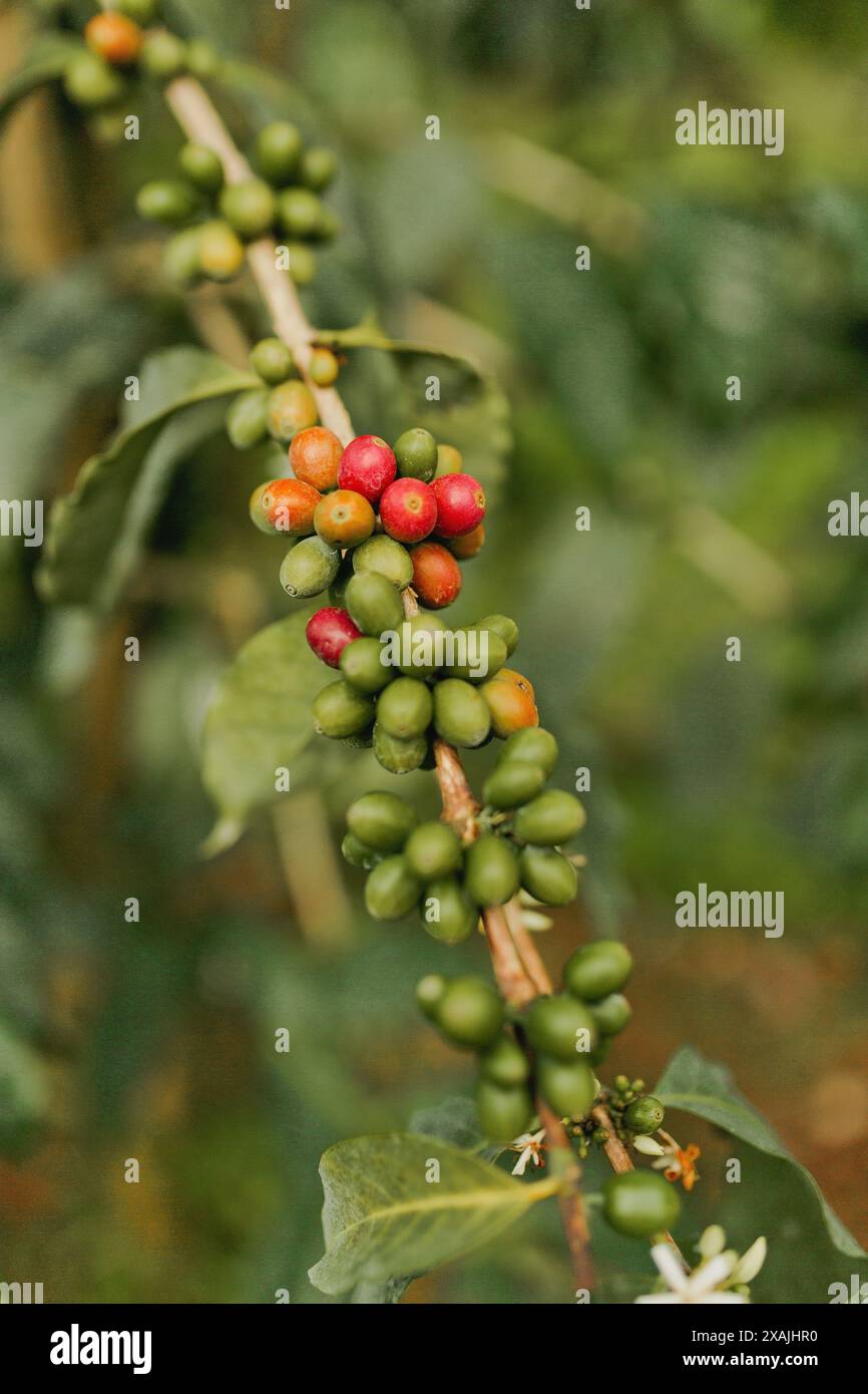 Tropical coffee bean fruit on branch on coffee farm in Kona Hawaii ...