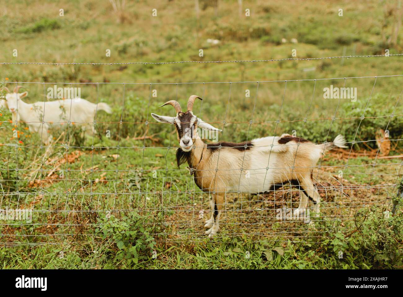 Goats roaming in field in country side of Hawaii Stock Photo - Alamy