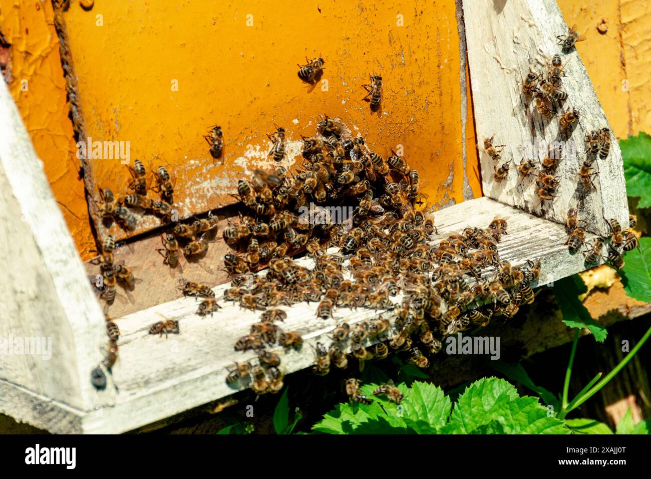 Close up image bees hi-res stock photography and images - Alamy