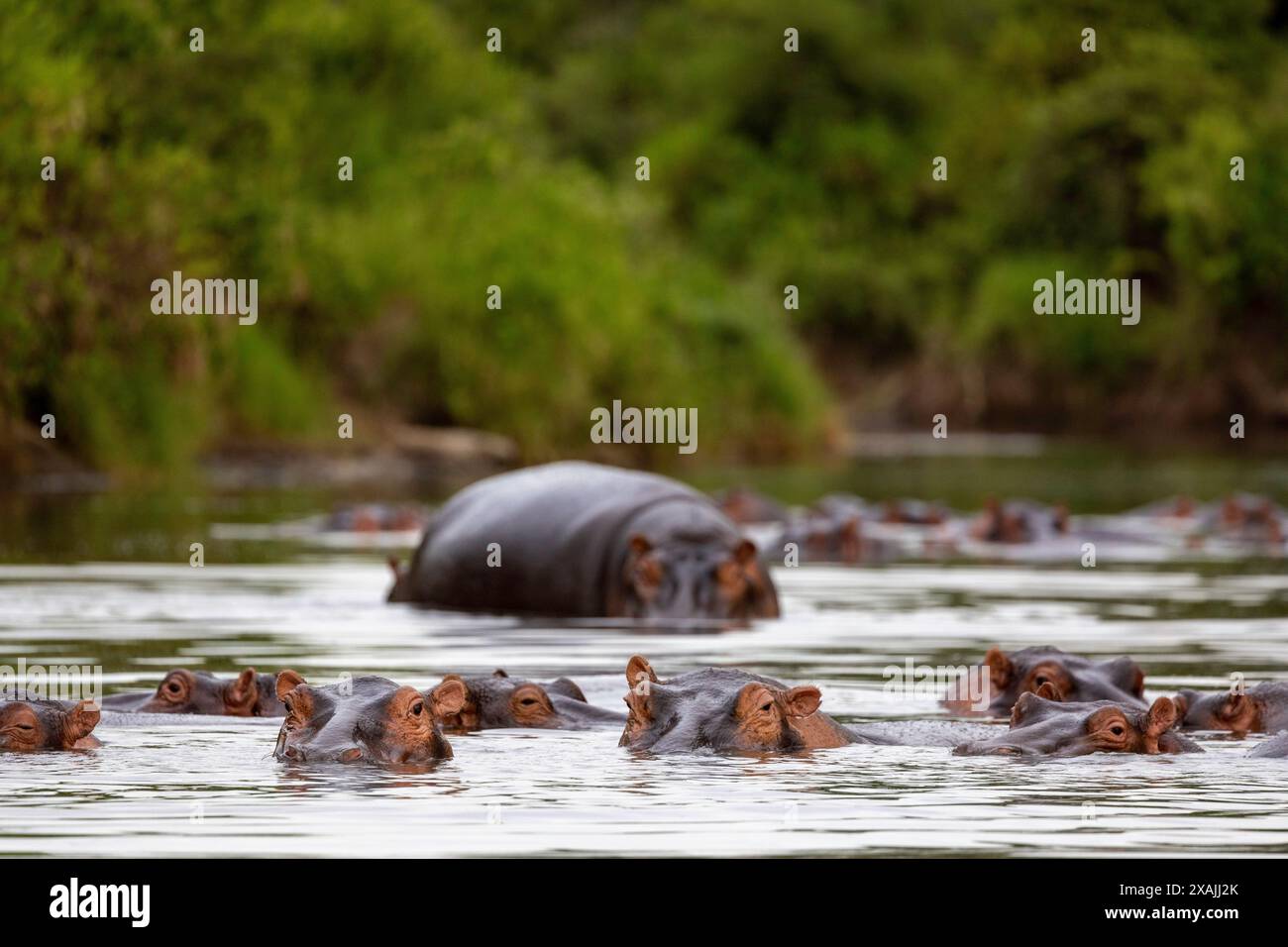 a group of hippos bathe in a river Stock Photo - Alamy