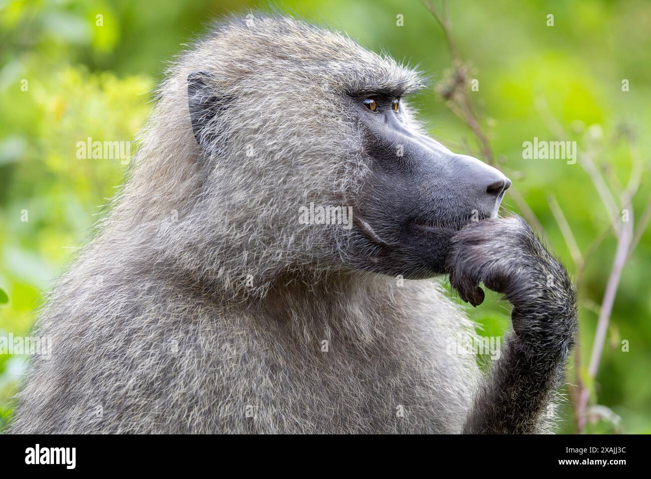 Baboon skin hi-res stock photography and images - Alamy