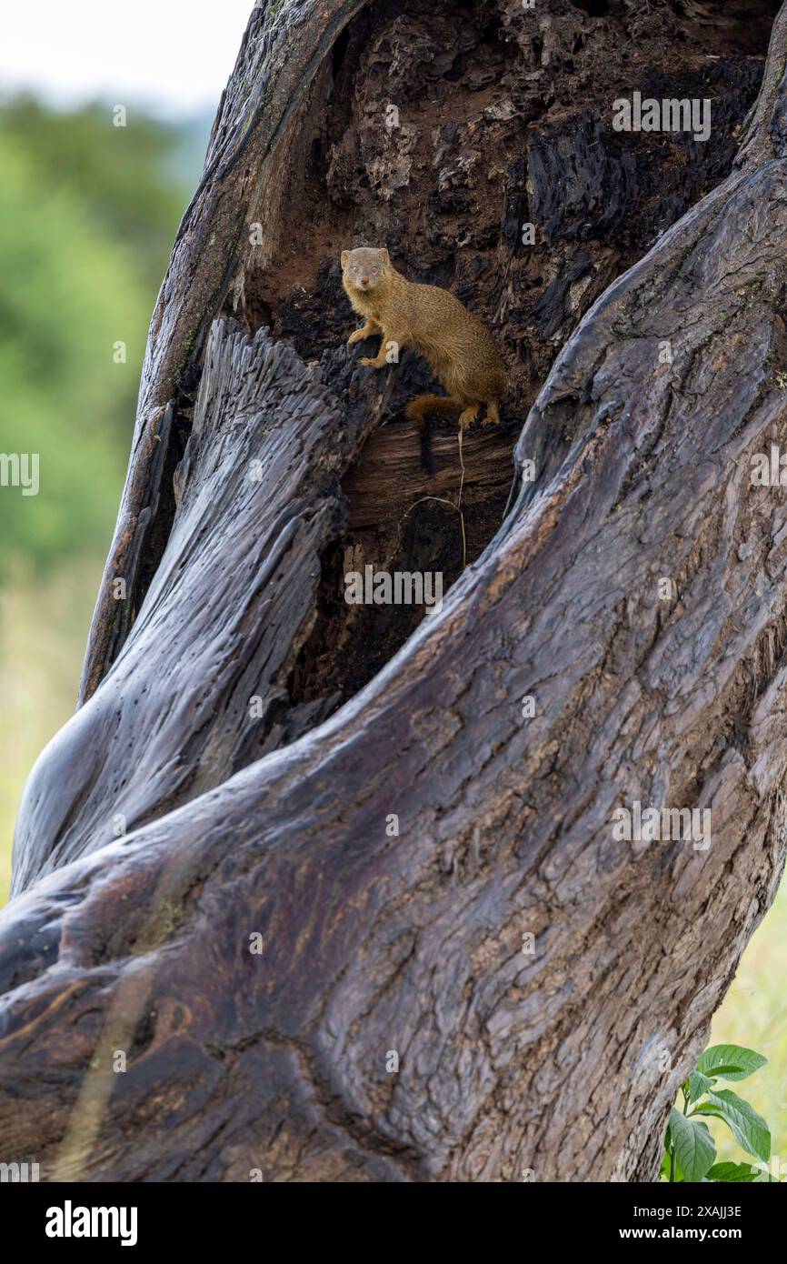 a mongoose stands in a tree stump Stock Photo - Alamy