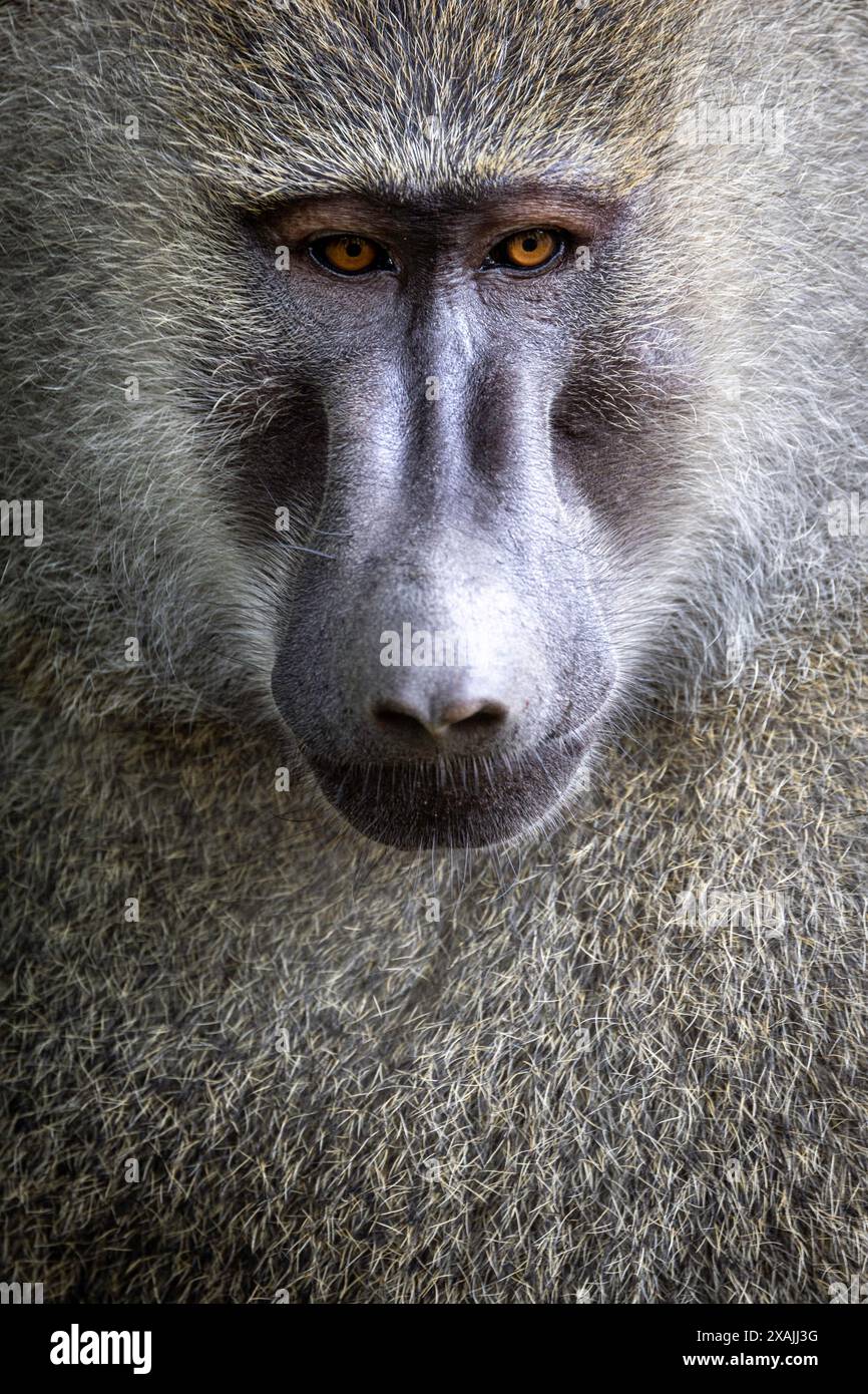 A close-up image of a baboon Stock Photo - Alamy
