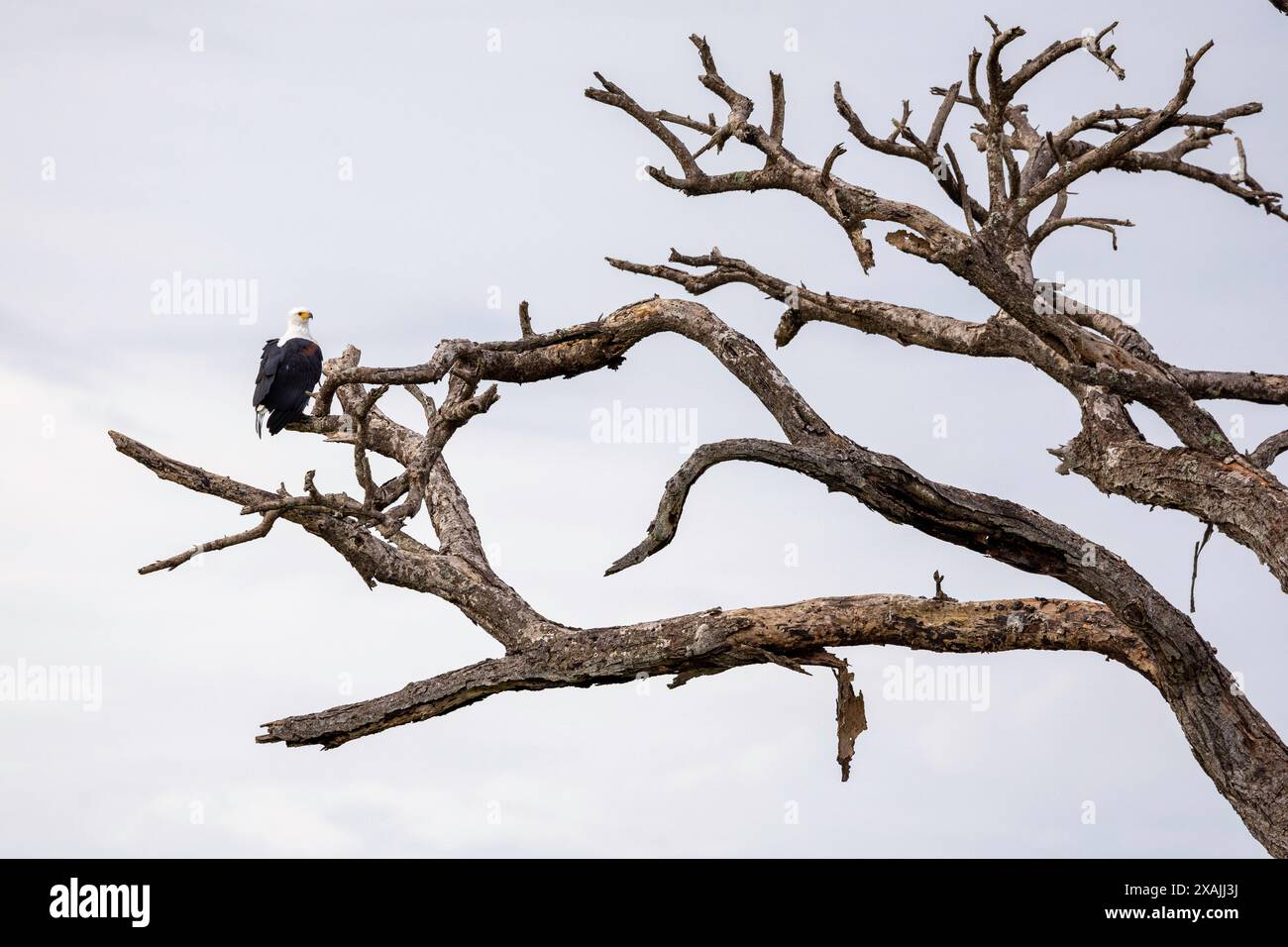 Dead eagle hi-res stock photography and images - Alamy