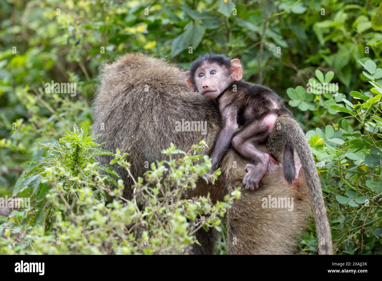 Monkey rides hi-res stock photography and images - Alamy