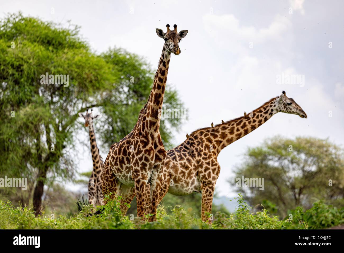 three giraffes stand next to acacia trees Stock Photo - Alamy