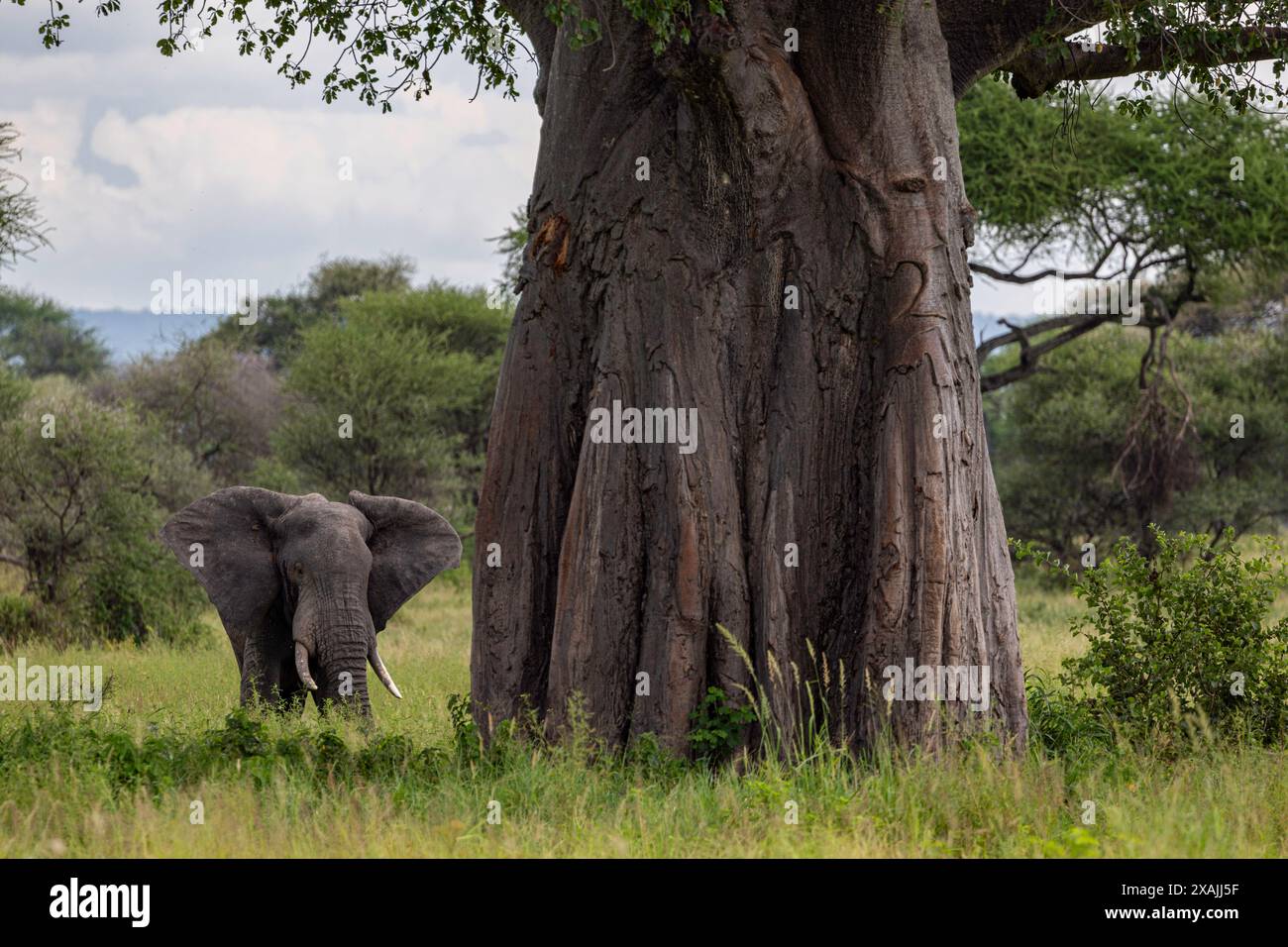 an elephant in the savannah stands next to a baobab tree Stock Photo ...