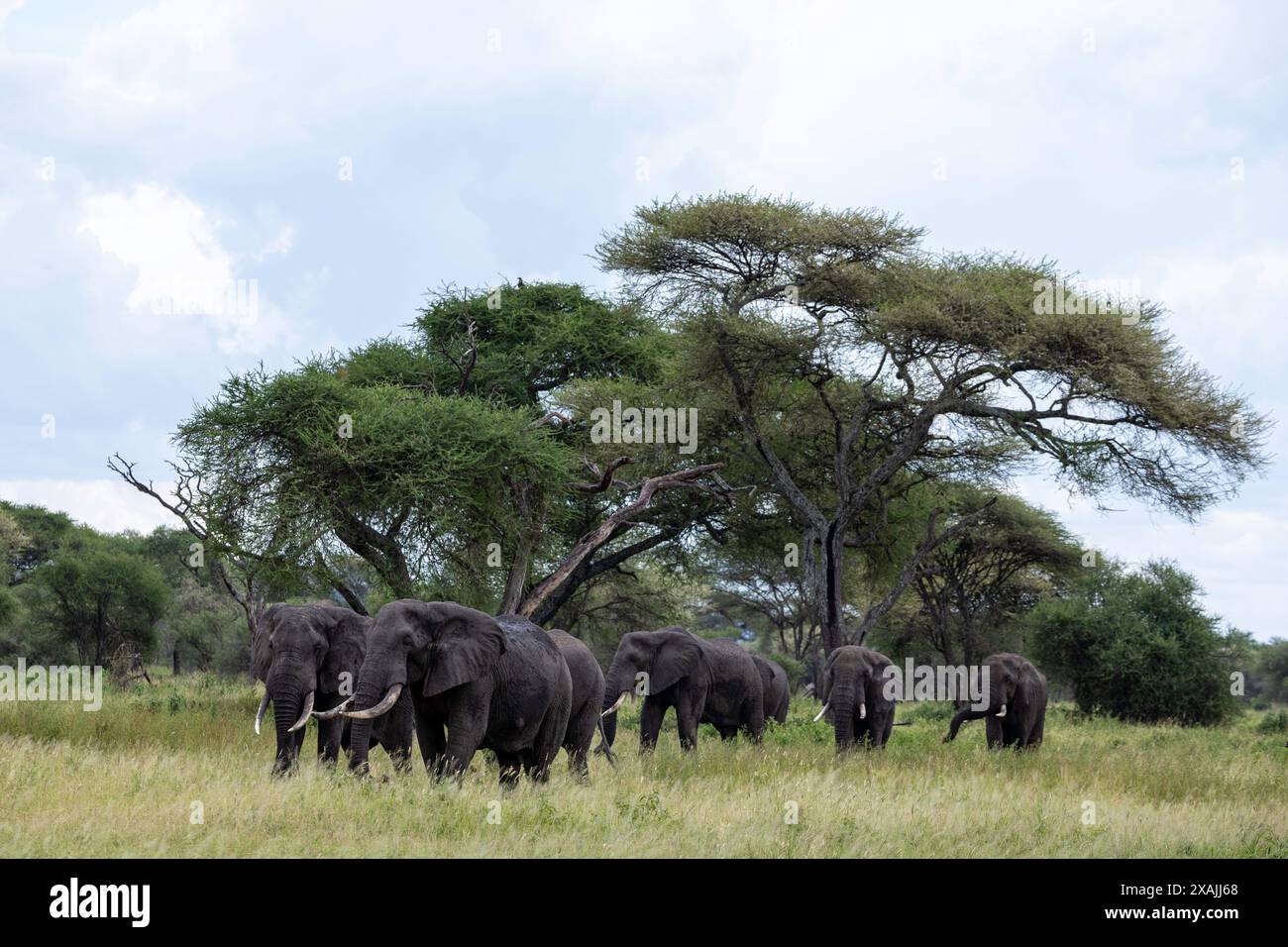 Elephants acacia tree hi-res stock photography and images - Alamy