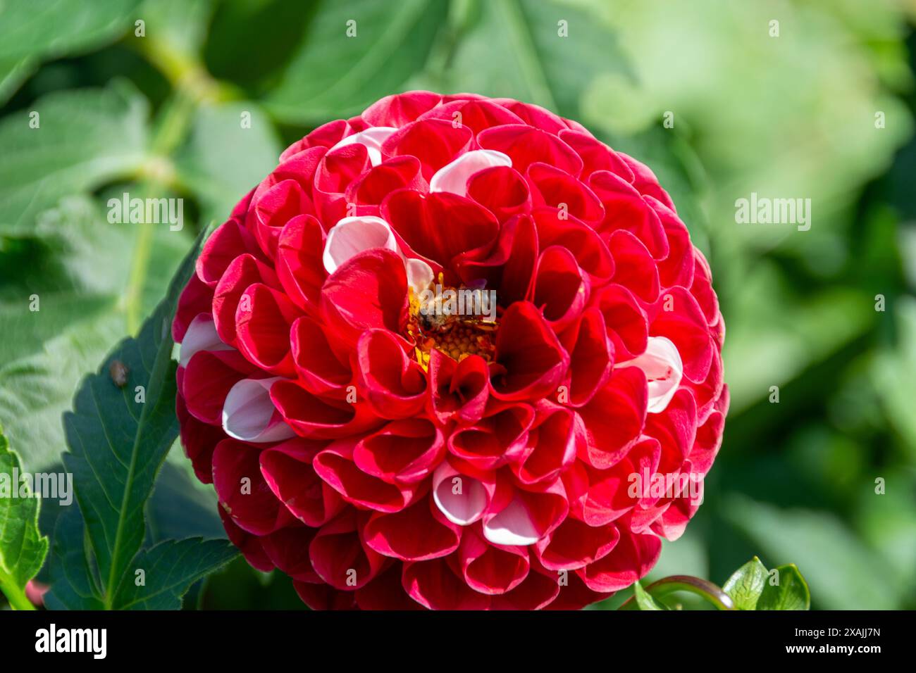Beautiful Dahlia flower with a bee Stock Photo - Alamy