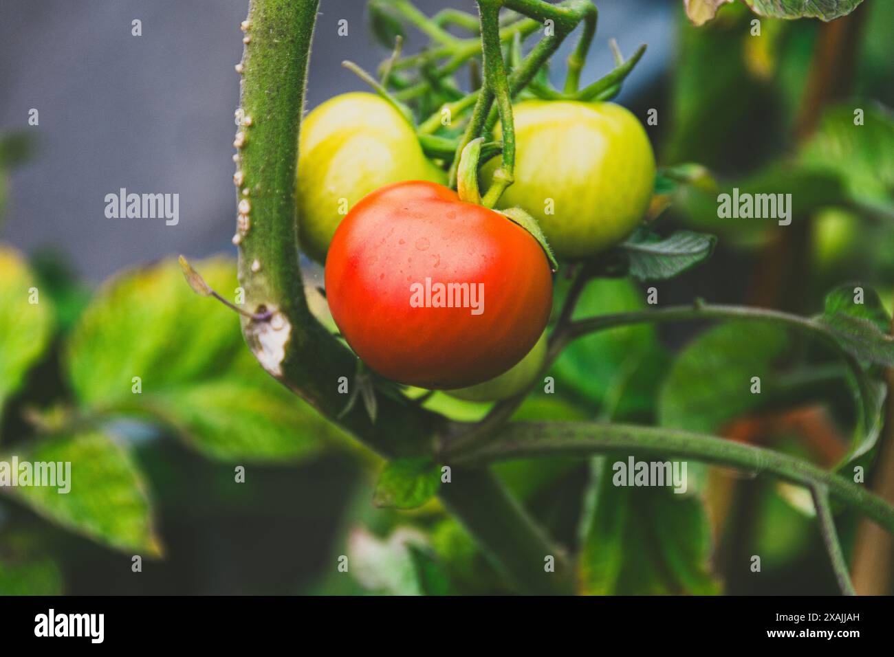 Tomato stock image hi-res stock photography and images - Alamy