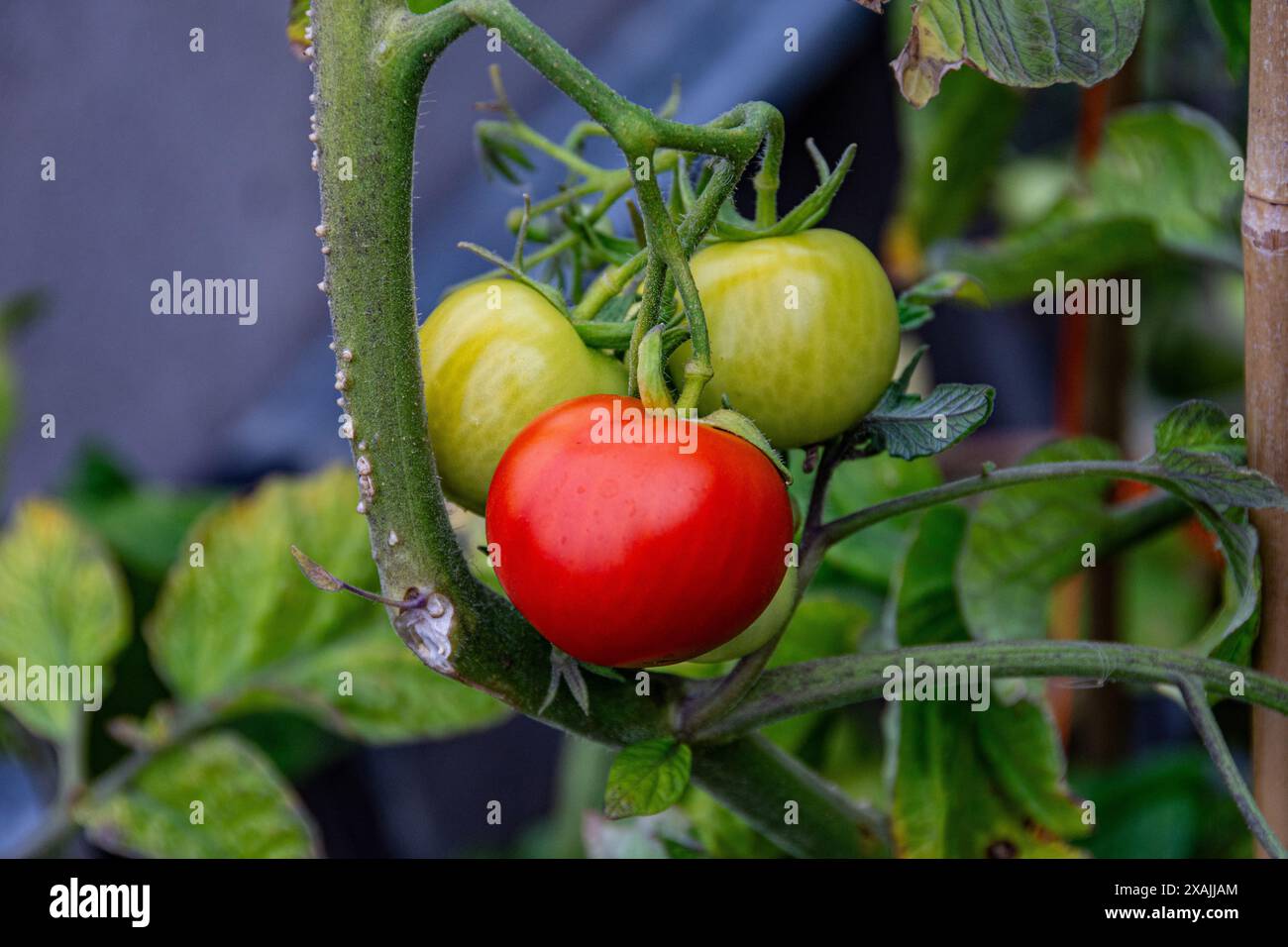 Tomato edible berry plant solanum hi-res stock photography and images - Alamy
