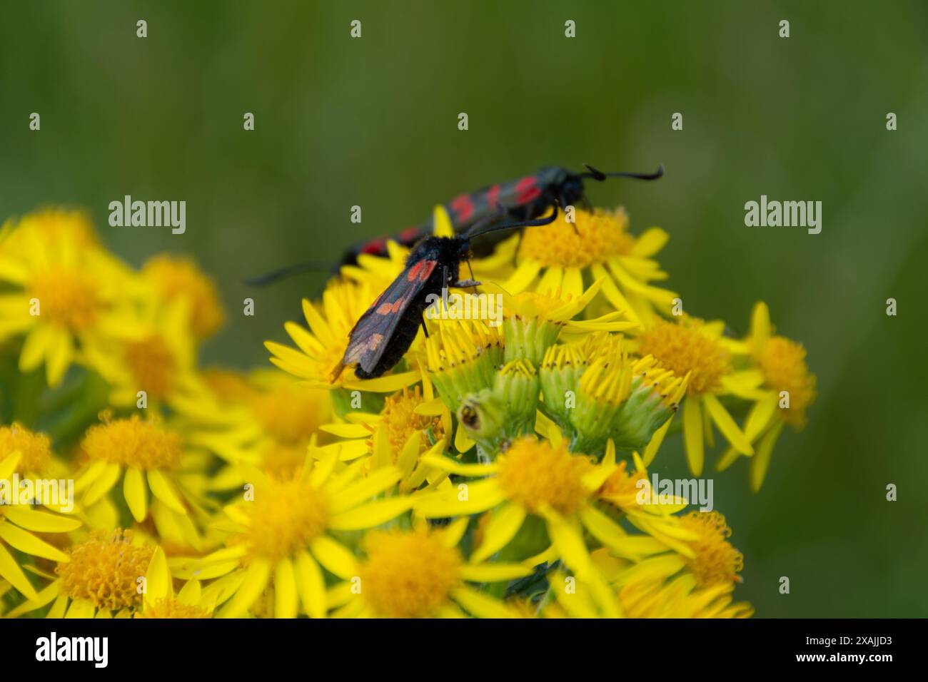 Irish insects hi-res stock photography and images - Alamy