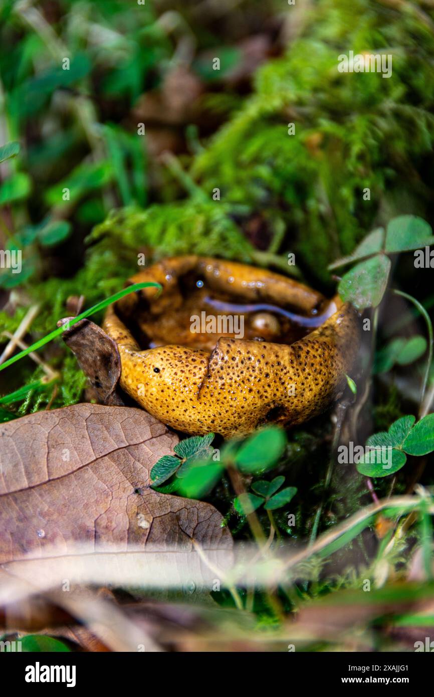 Plant life in decay hi-res stock photography and images - Alamy