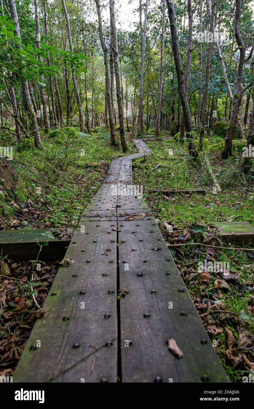 Woodland Footpath 2 Stock Photo - Alamy