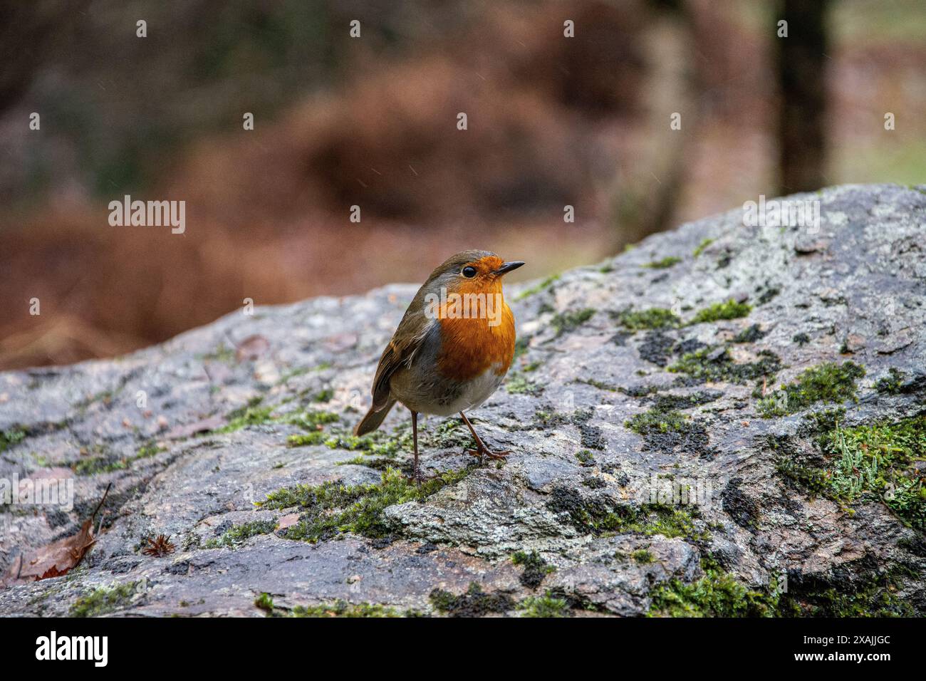 Irish robin hi-res stock photography and images - Alamy