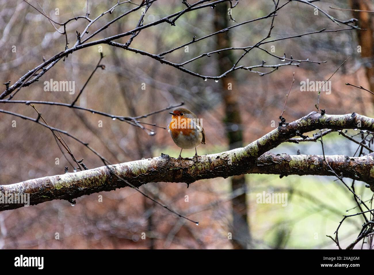 Robin as a subject Stock Photo - Alamy