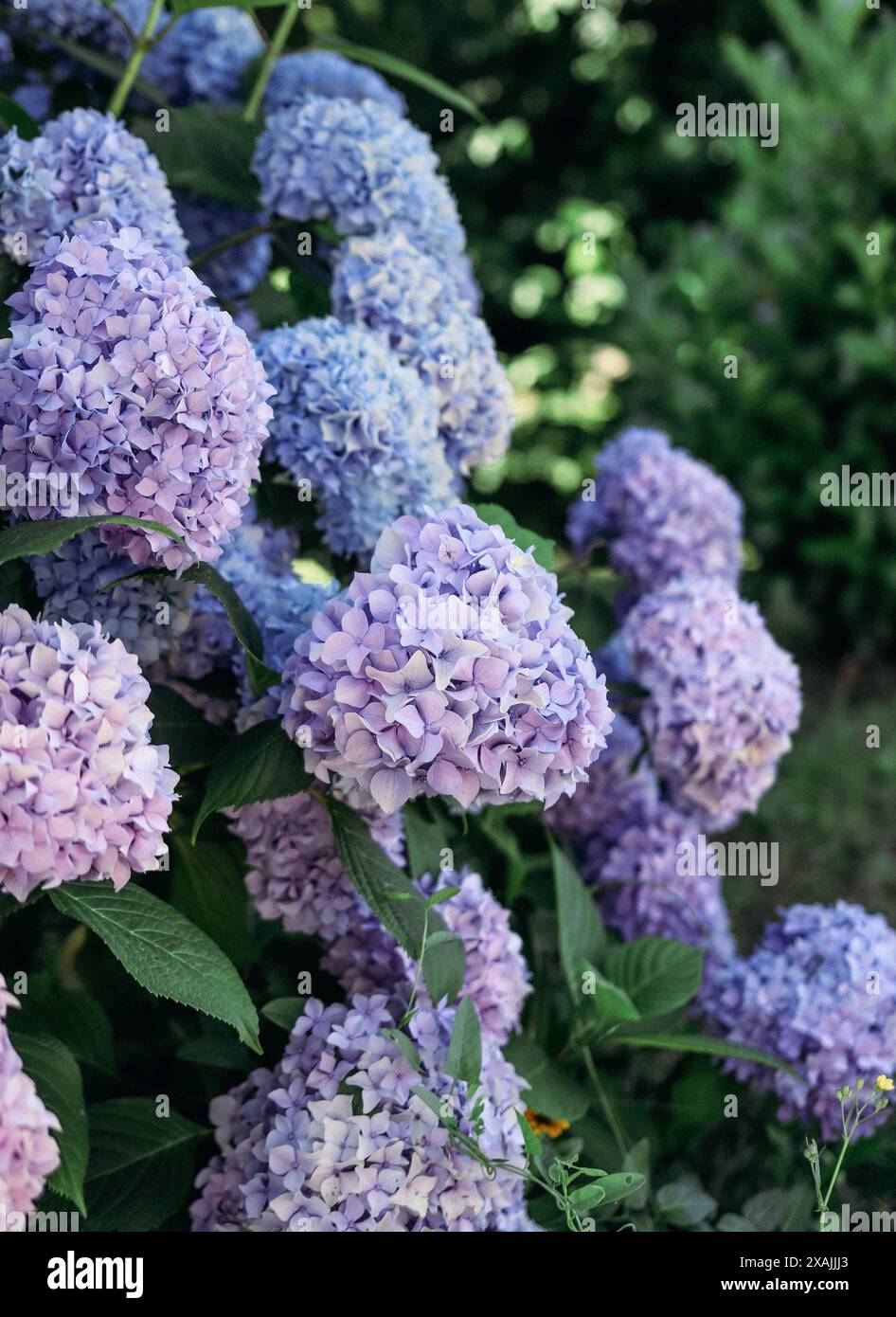 Bluehydrangea hi-res stock photography and images - Alamy
