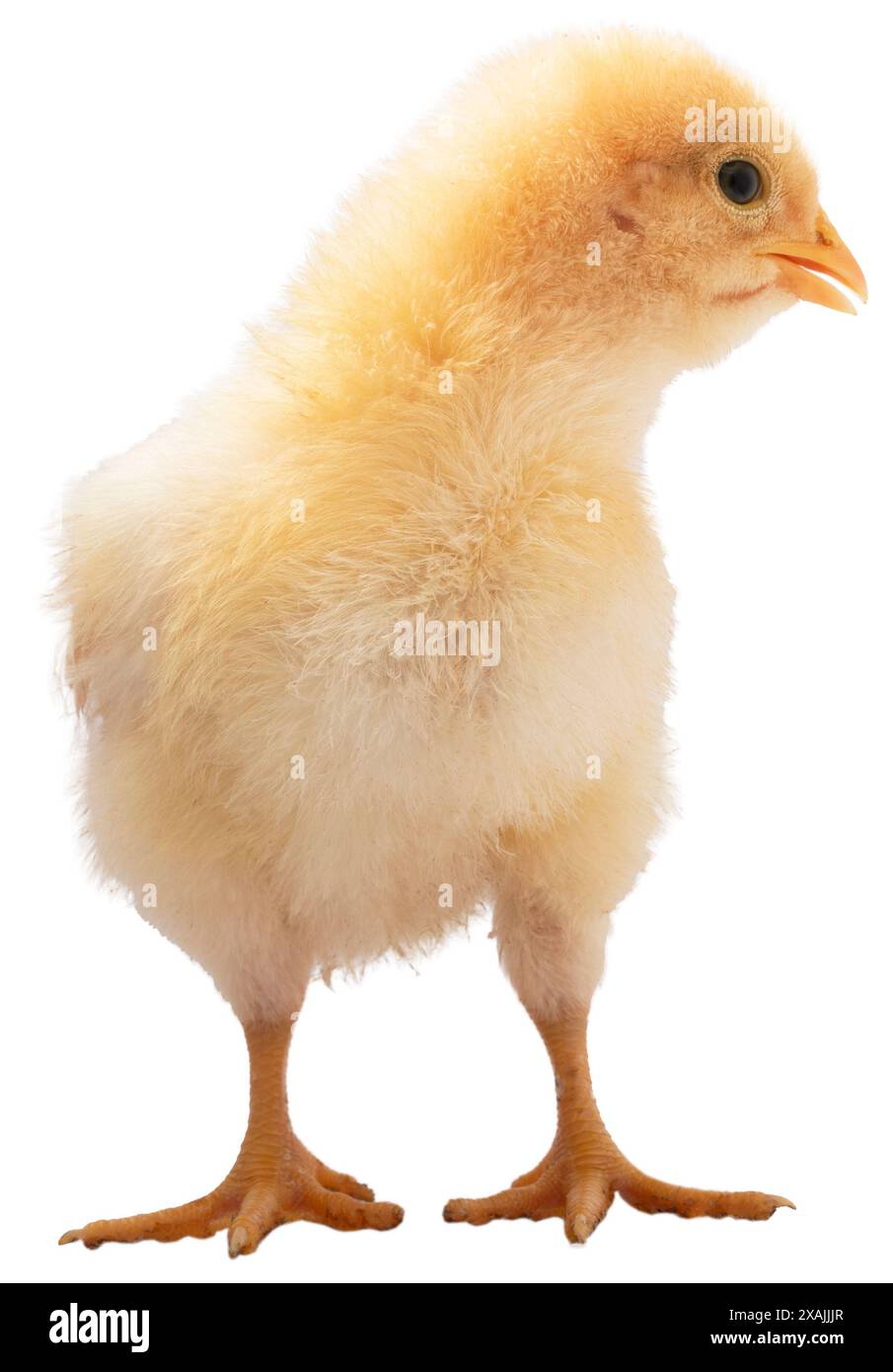 Bright gold buff Orpington chick keeping its eye on the camera while ...