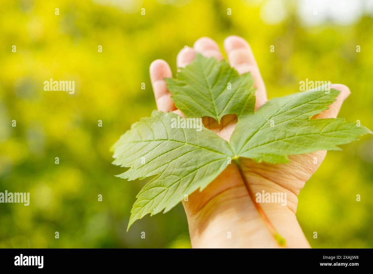 green leaf in female hand, background summer mood concept, seasonal ...