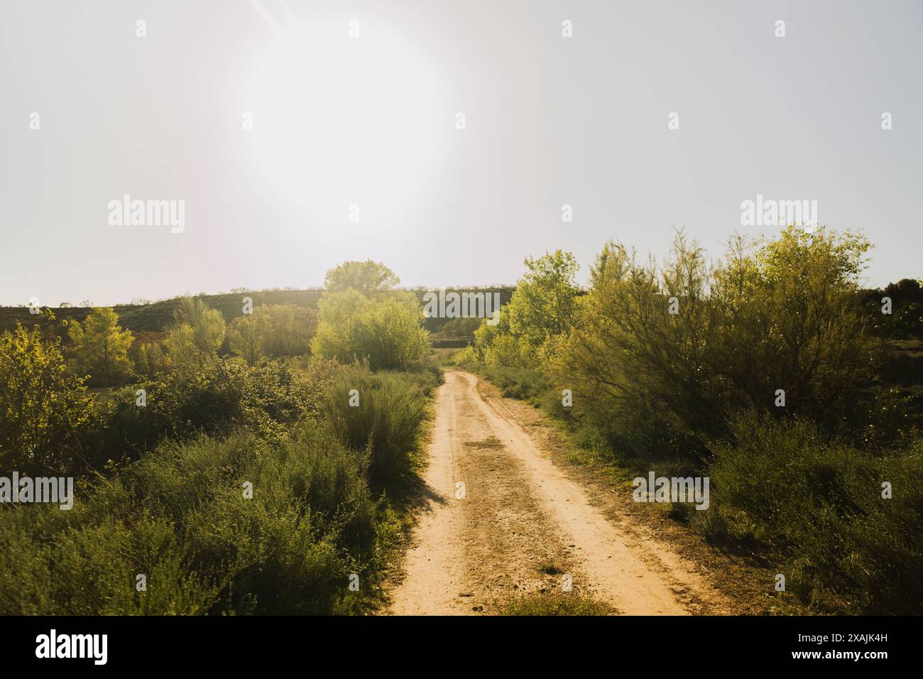 Dirt road crossing between some trees and plants on a sunny day Stock ...