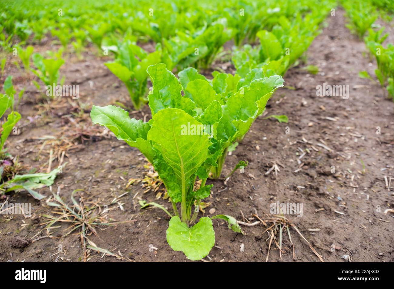 beet fields contribute effective livestock feed production, sugar beet ...