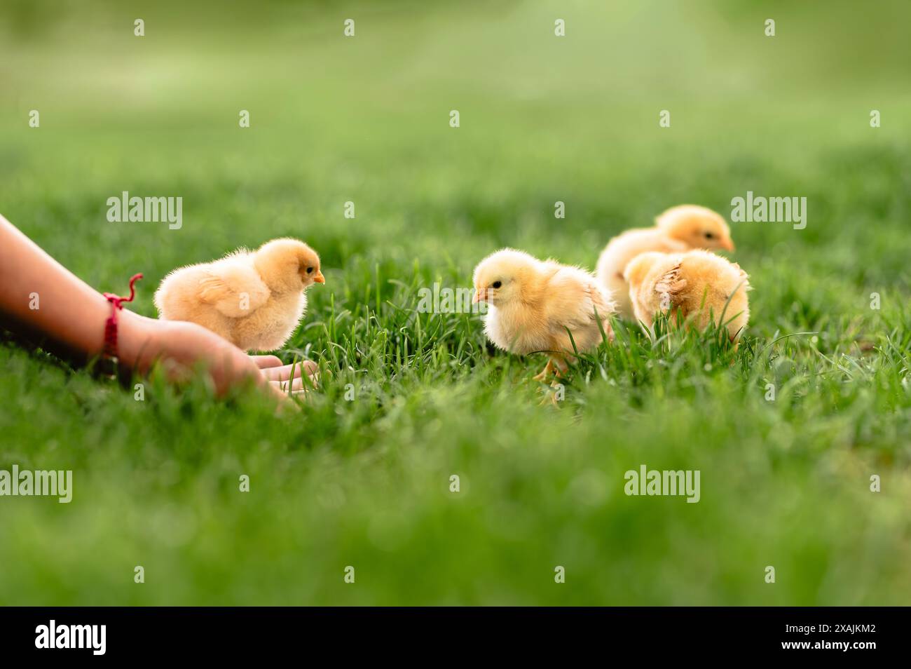Reaching for grass hi-res stock photography and images - Alamy