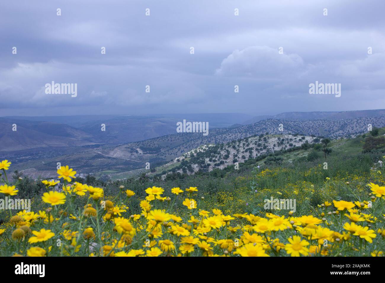Middle eastern rolling hills with wild flowers and open skies Stock ...