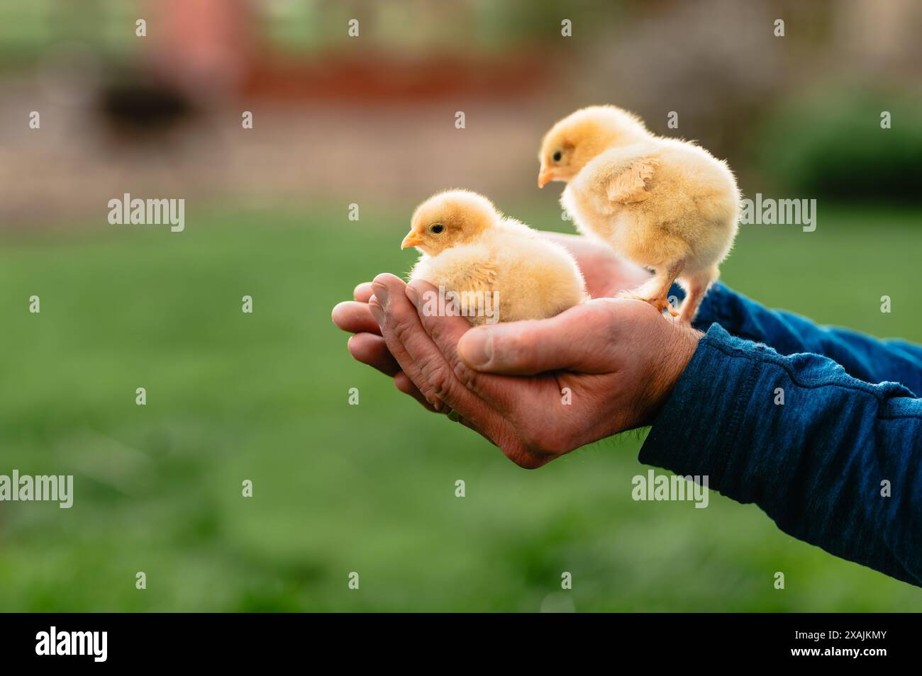 Person in blue jacket gently holding two baby chicks outdoors Stock ...