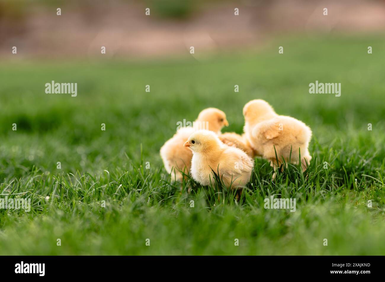 Four yellow chicks standing on green grass in an outdoor field Stock ...