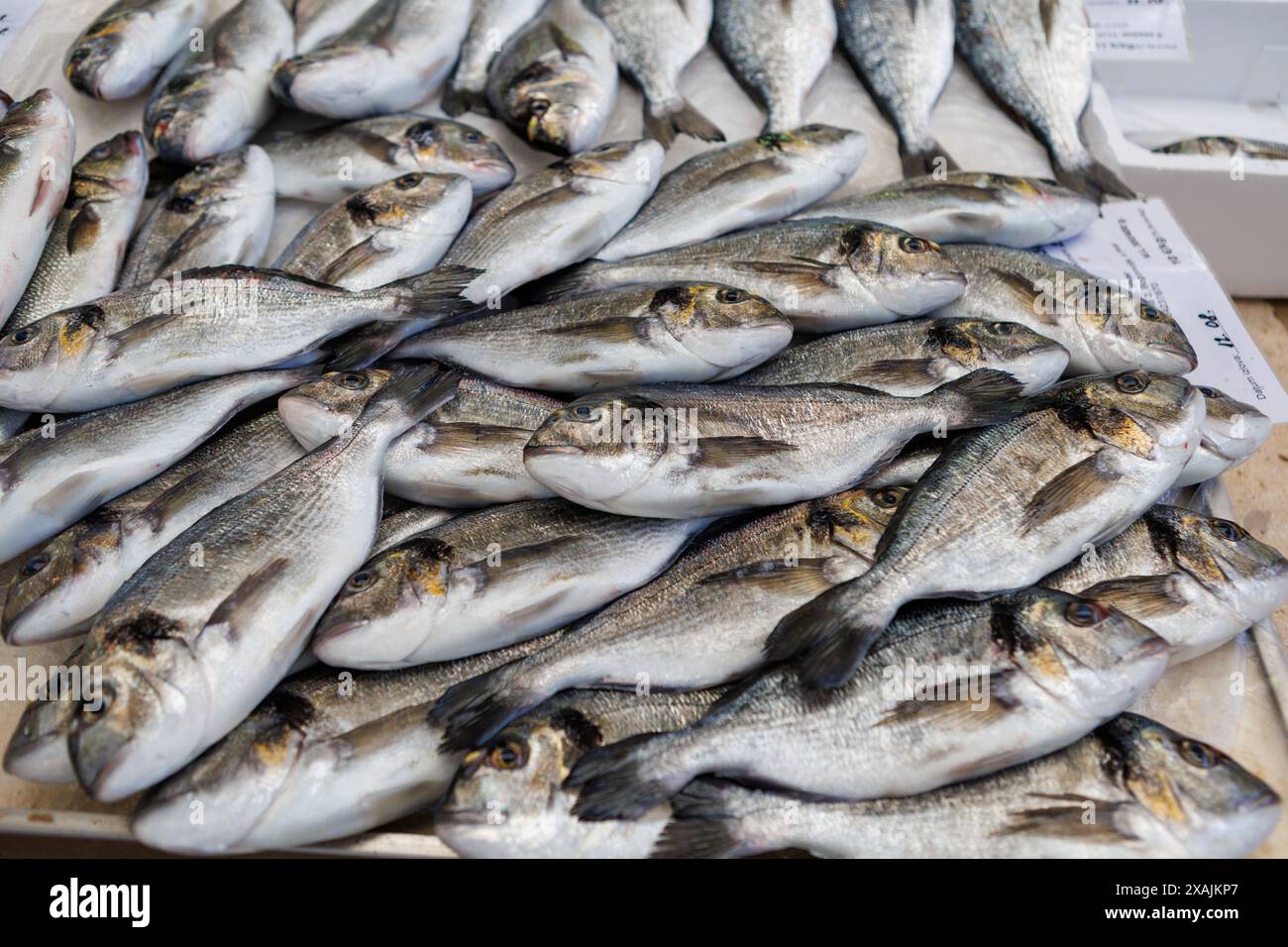 A pile of fresh silver fish in the wet fish market in Split, Croatia ...