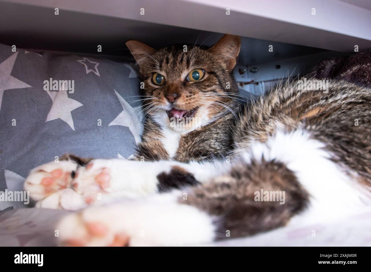 A feline animal displaying a facial expression of astonishment ...