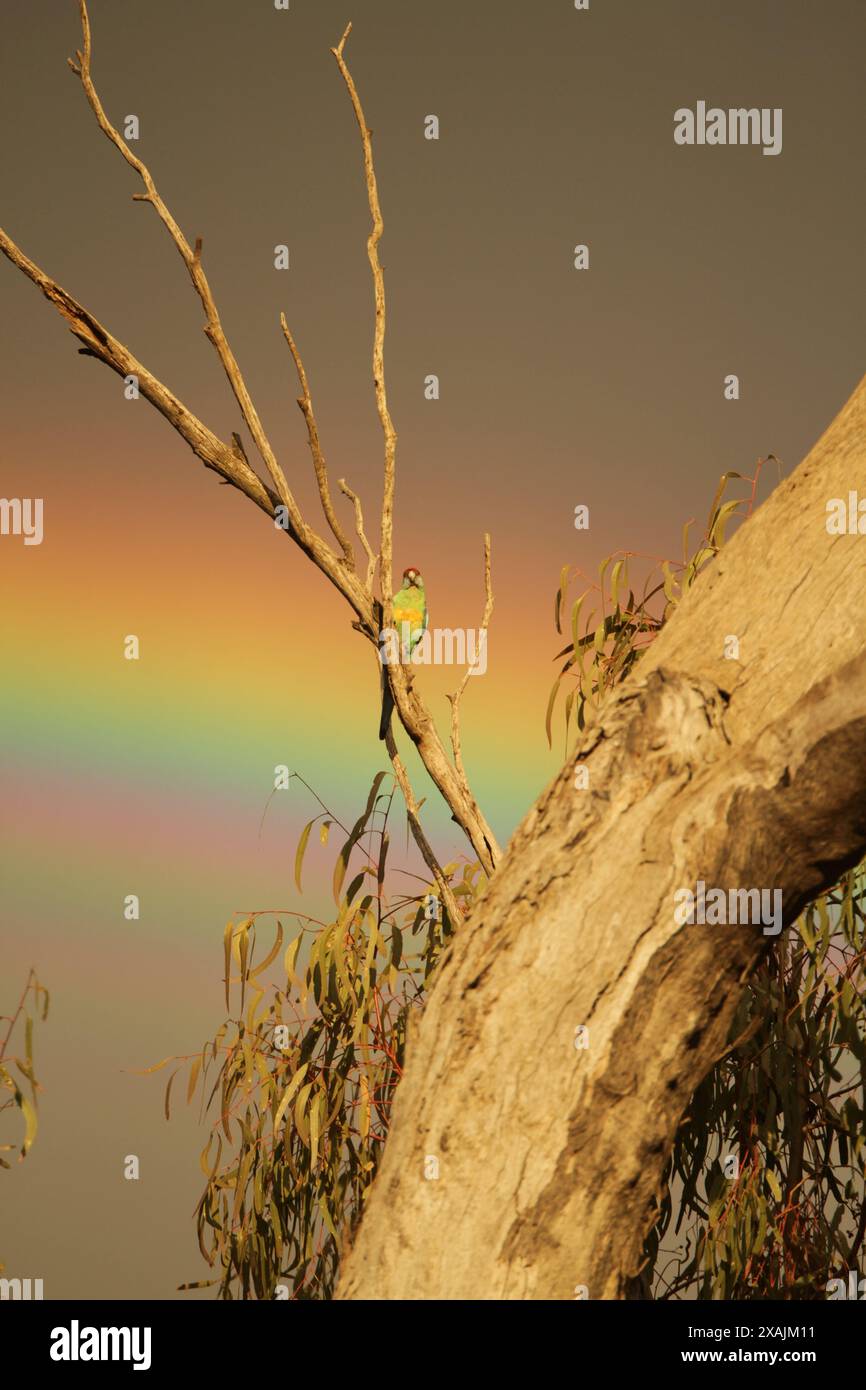 Portrait of a Mallee ringneck parrot in a tree with a rainbow Stock ...
