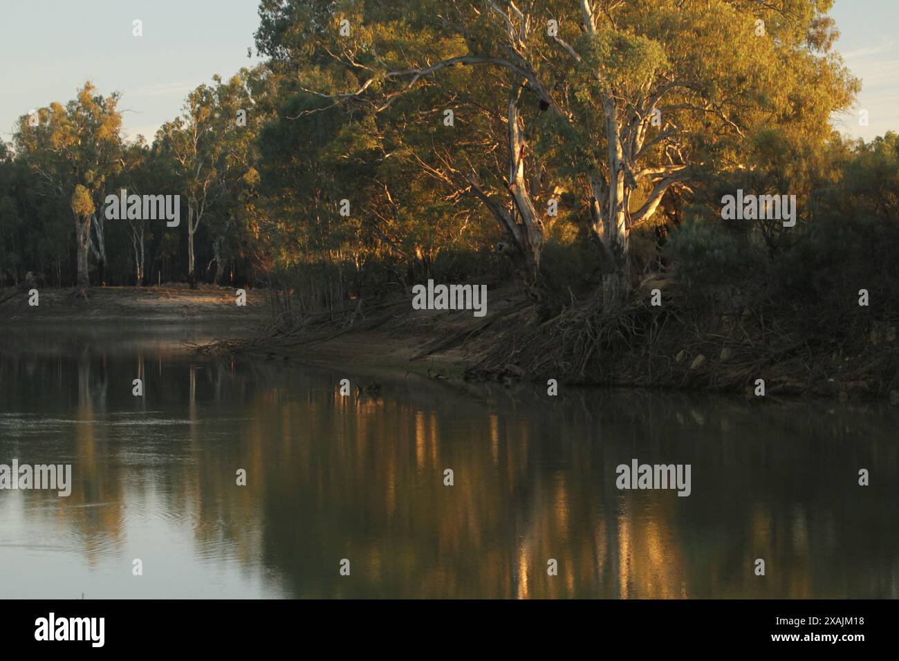 Murray River at golden hour Stock Photo - Alamy