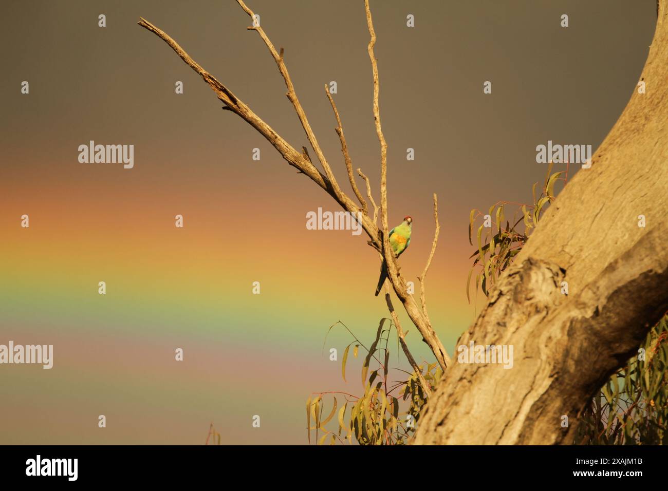 Mallee ringneck parrot in a tree with a rainbow Stock Photo - Alamy