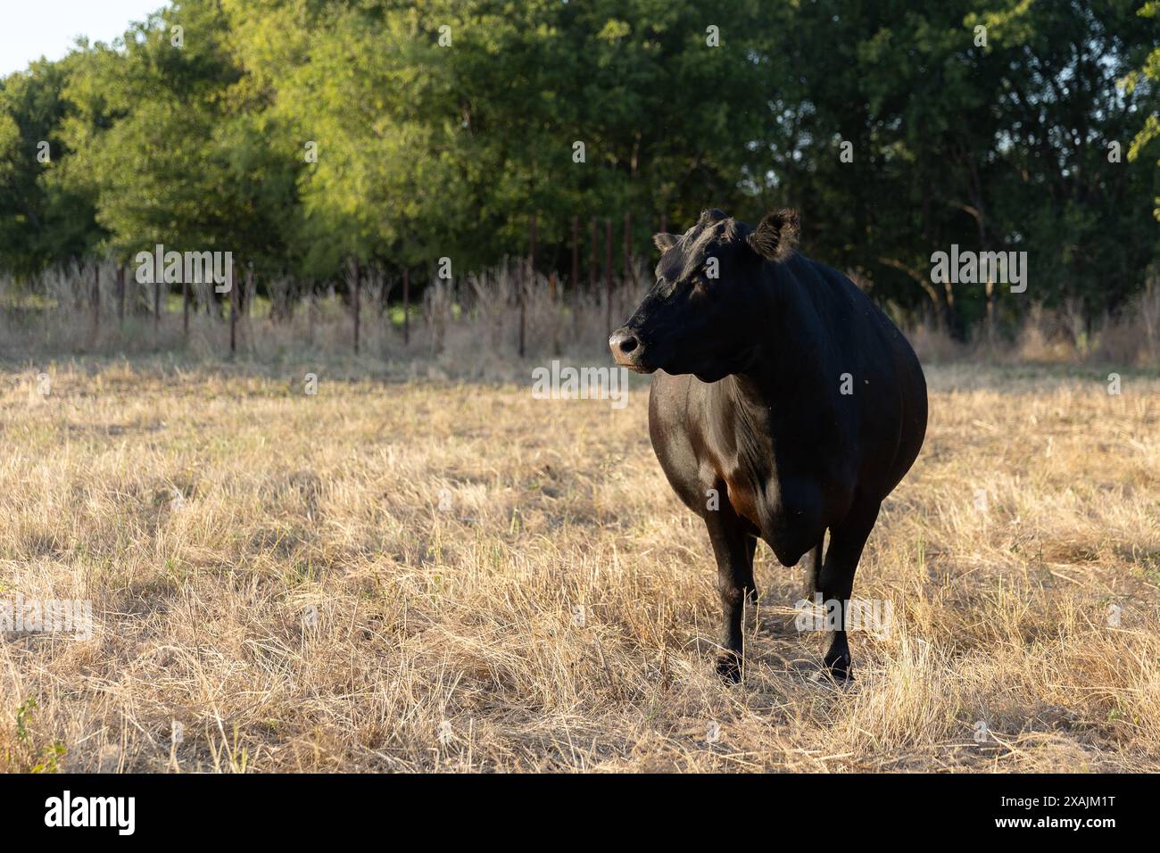 Fat cow hi-res stock photography and images - Alamy