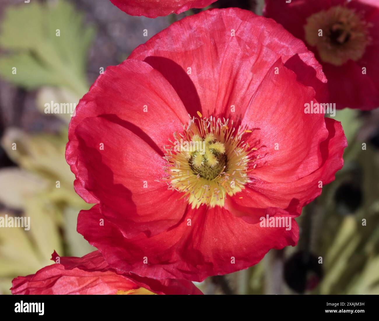 Icelandic Poppy Champagne Bubbles Stock Photo - Alamy