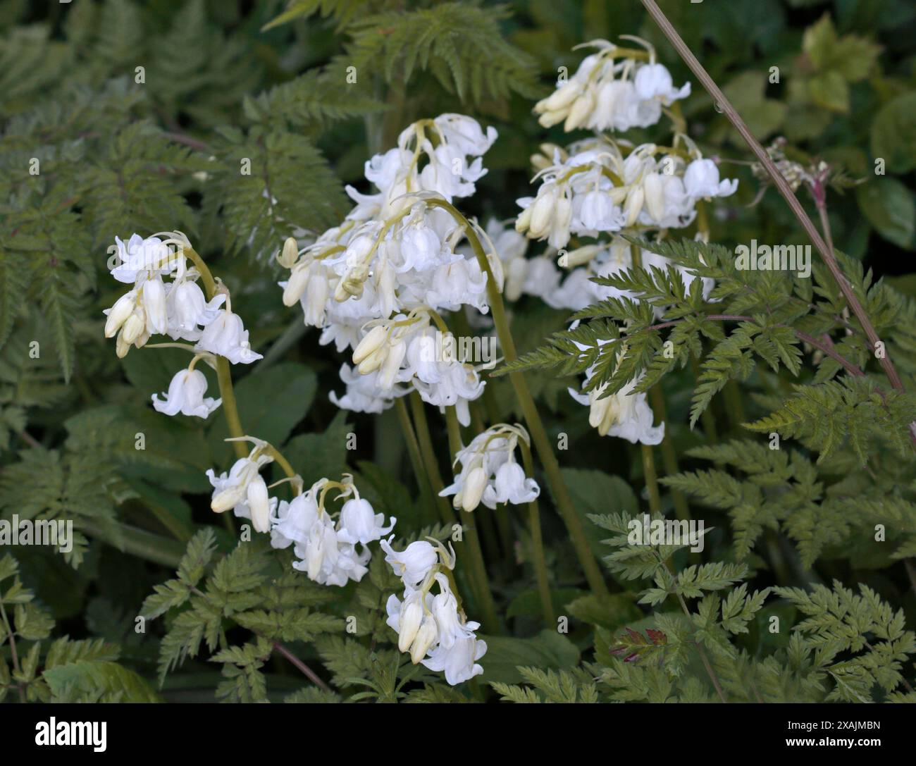 White bells hi-res stock photography and images - Alamy