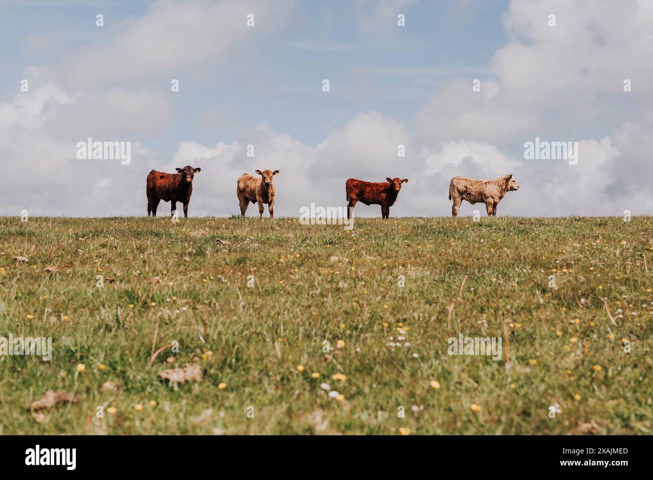 A row of young cows on the horizon in an English meadow Stock Photo - Alamy
