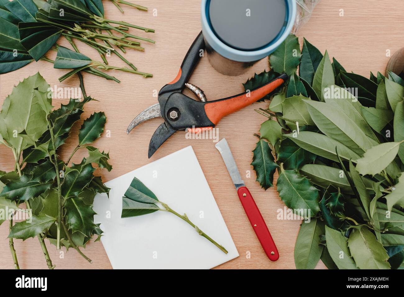 Holly cutting propagation hi-res stock photography and images - Alamy