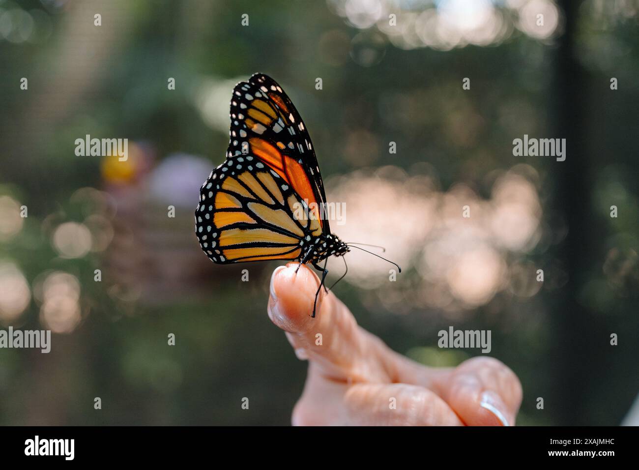 Gentle Touch: Monarch Butterfly on Finger with Dreamy Bokeh Background ...