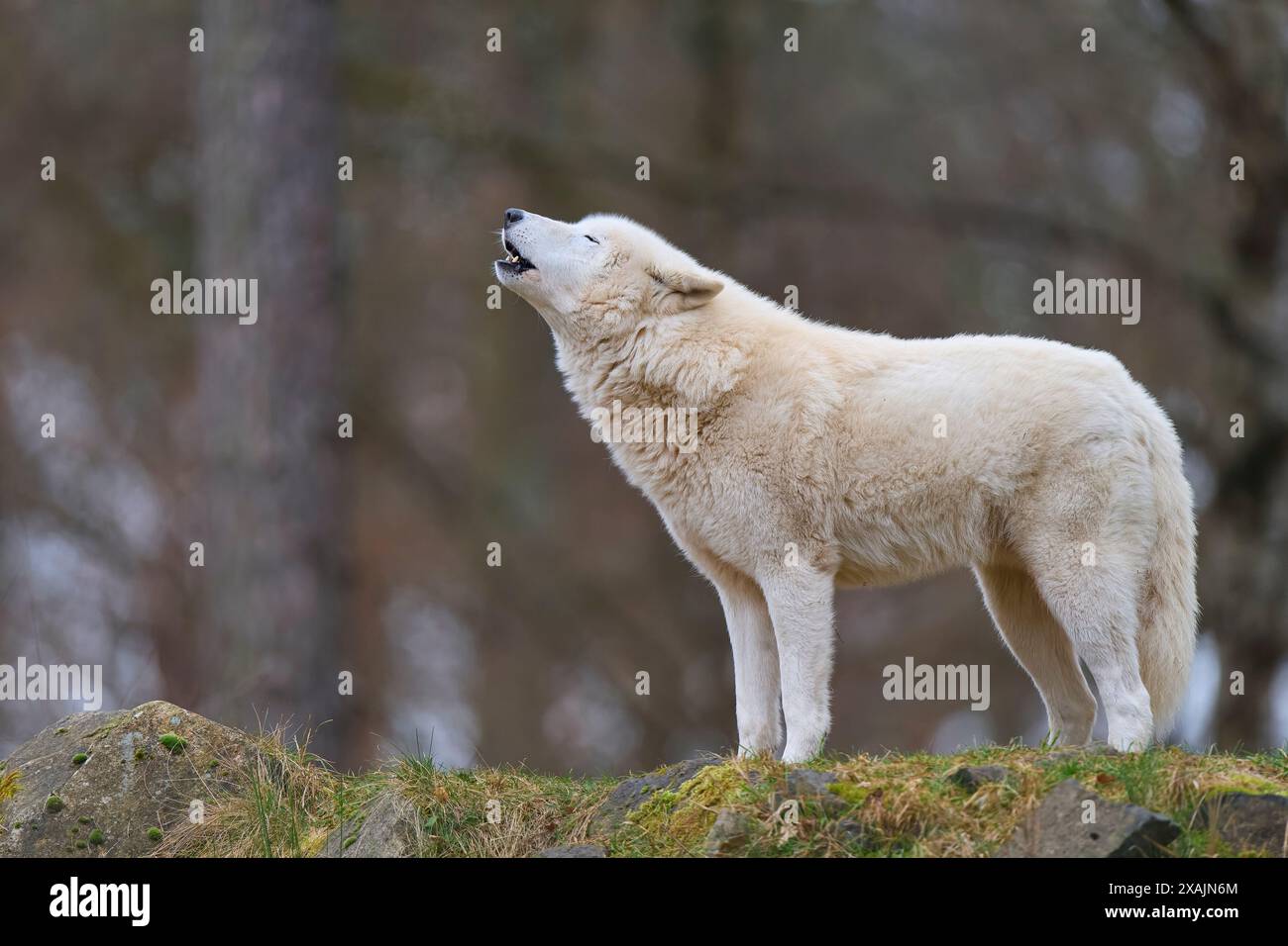 Arctic wolf (Canis lupus arctos), howling Stock Photo - Alamy