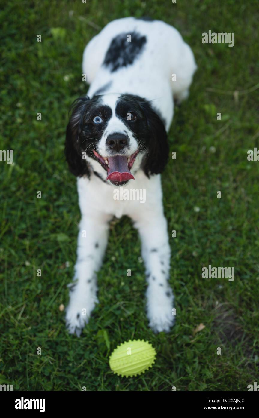 Happy Cocker spaniel Bernese mountain mix dog lying in grass with ball ...