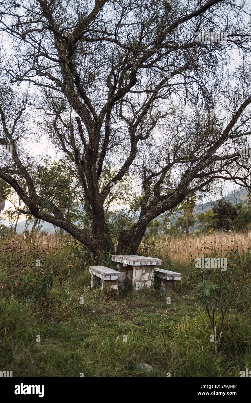 Concrete benches placed next to a tree in the forest at sunset Stock ...