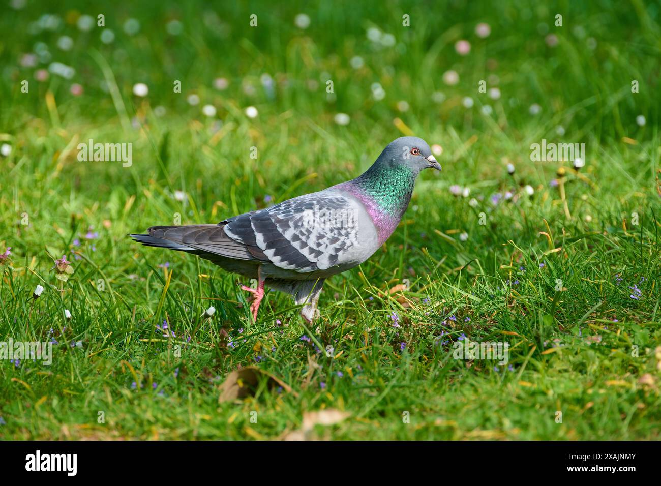 Domestic pigeon in the park at spring Stock Photo - Alamy